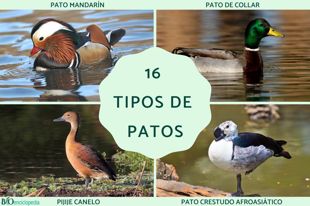 16 tipos de patos - Nombres y fotos