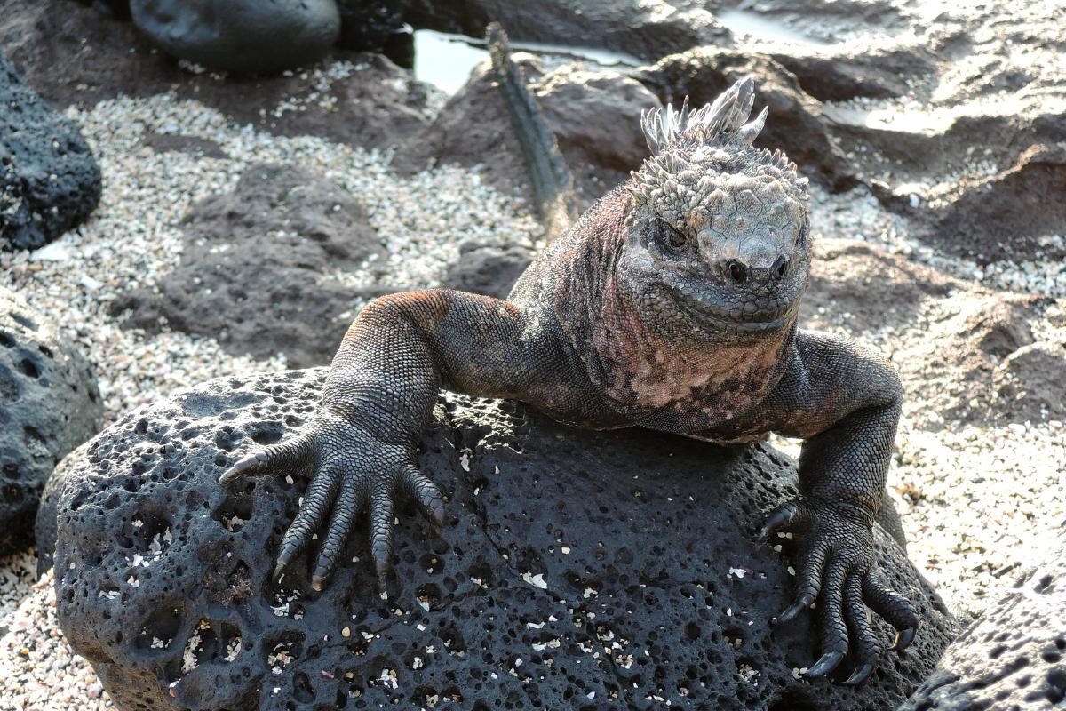 Iguana marina o Amblyrhynchus cristatus - Características, hábitat y ...