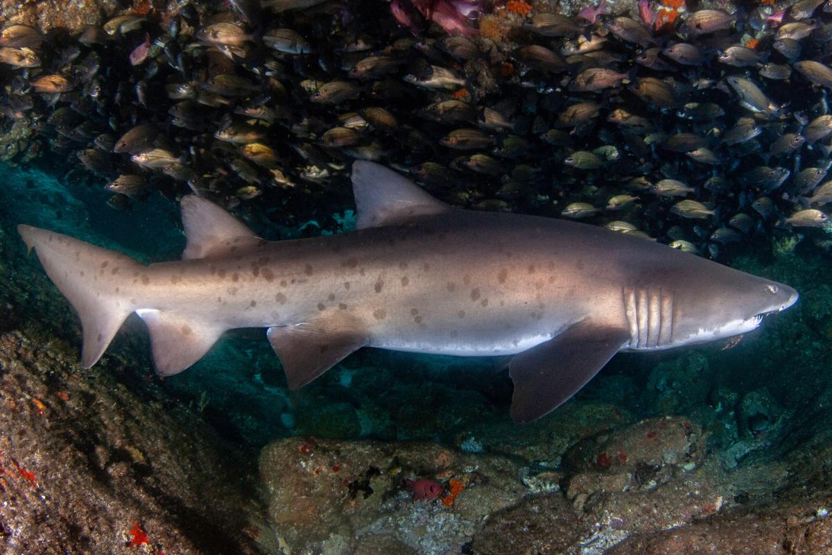 Tiburón toro o Carcharias taurus - Tamaño, características, dónde vive ...