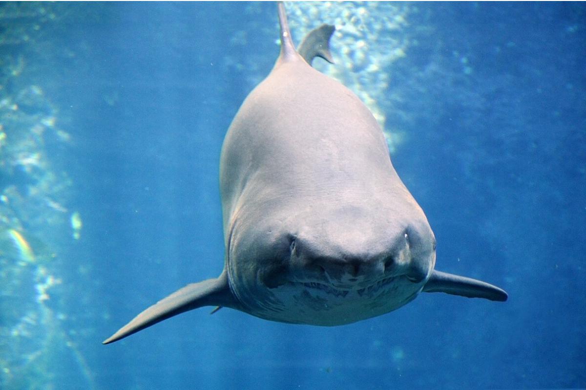 Tiburón toro o Carcharias taurus - Tamaño, características, dónde vive ...