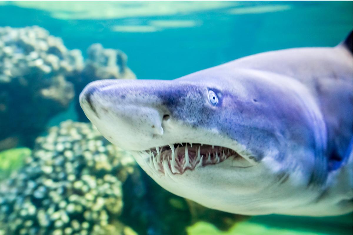 Tiburón toro o Carcharias taurus - Tamaño, características, dónde vive ...
