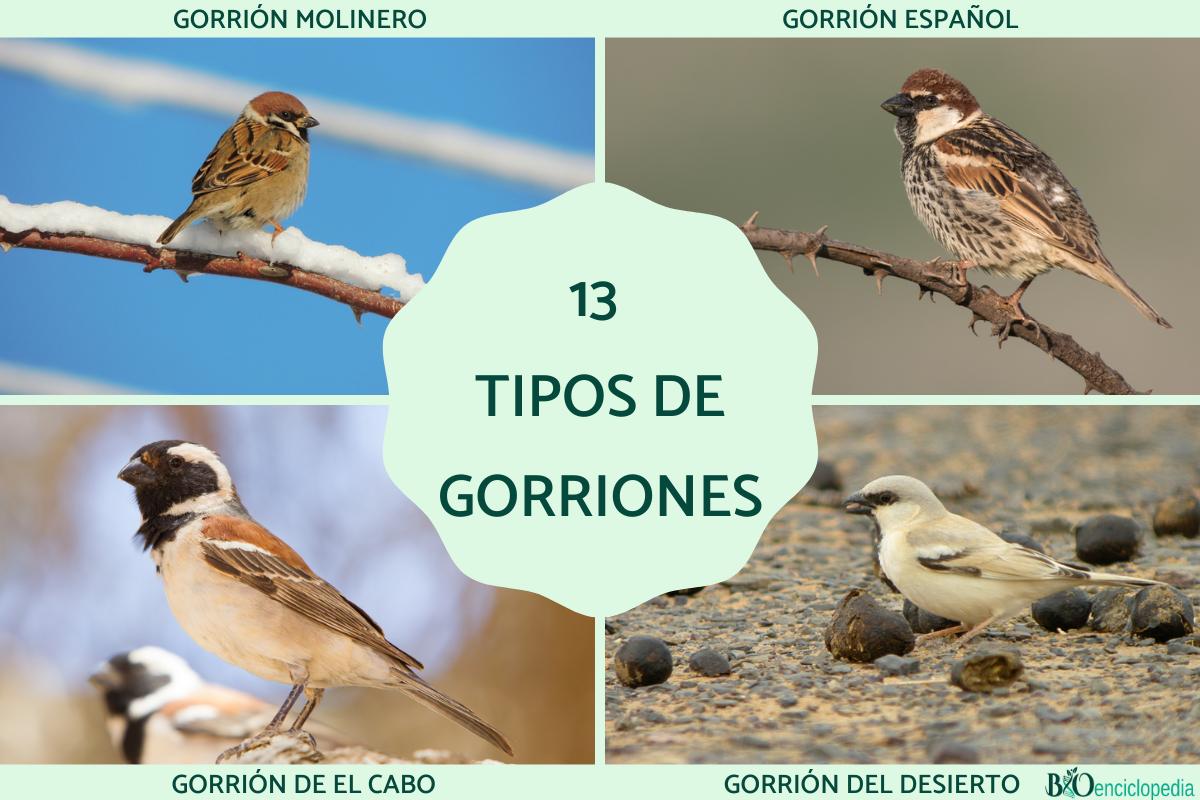 13 tipos de gorriones - Nombres y fotos