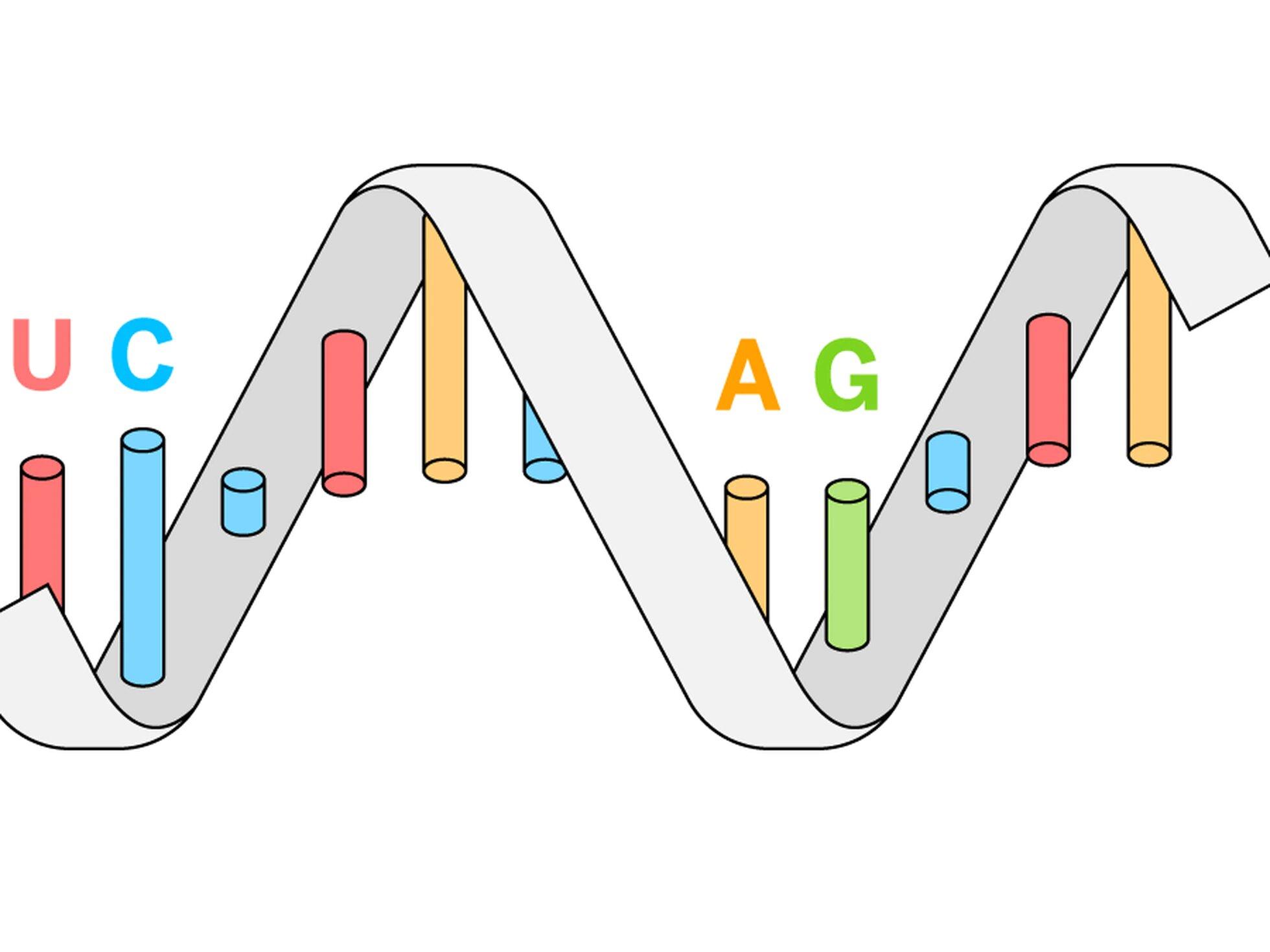 Las 5 diferencias claves entre el ADN y el ARN
