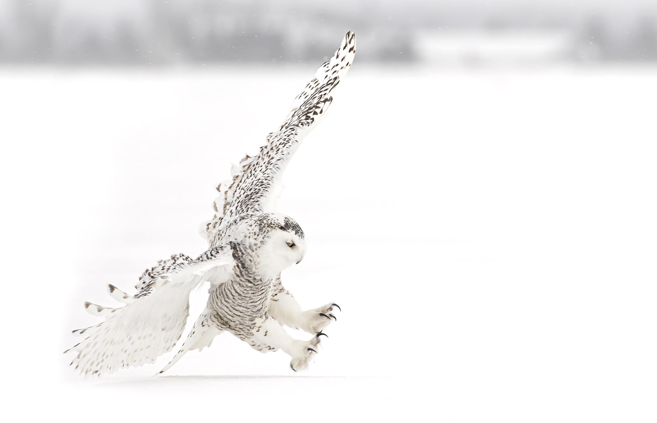 Búho nival o Bubo scandiacus - Características, hábitat y alimentación