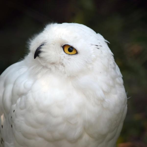 Búhos Nivales Machos