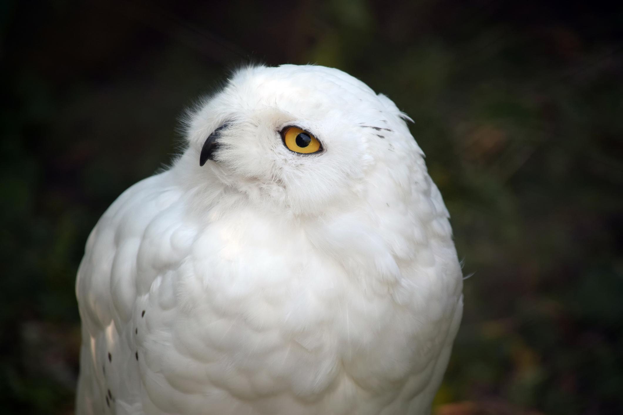 Búho nival o Bubo scandiacus - Características, hábitat y alimentación