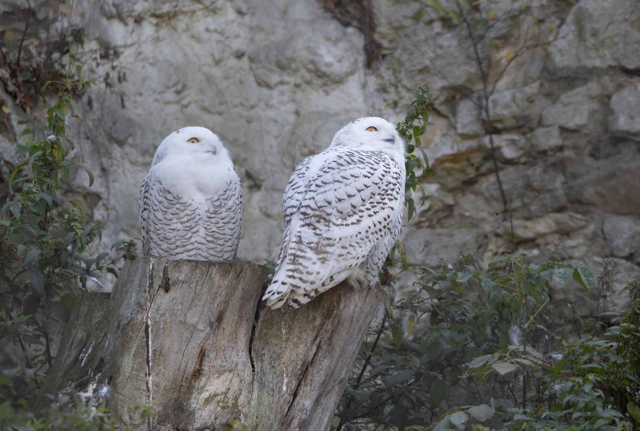 Búho nival o Bubo scandiacus - Características, hábitat y alimentación