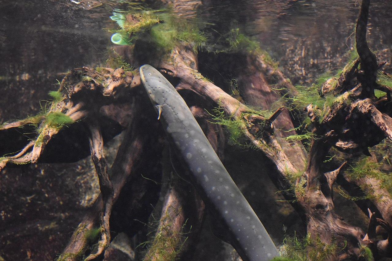 Anguila eléctrica - Características, alimentación y reproducción