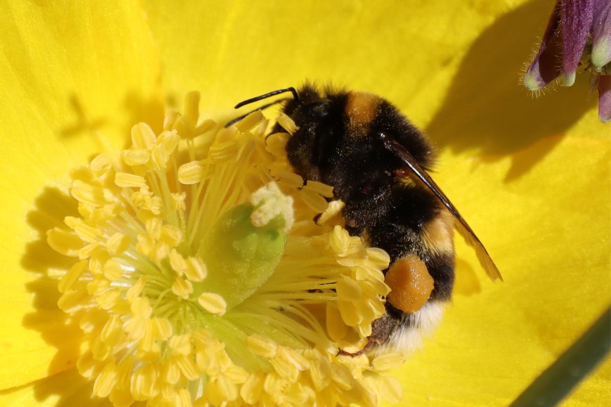 Abejorro común o Bombus terrestris - Picadura, alimentación y reproducción