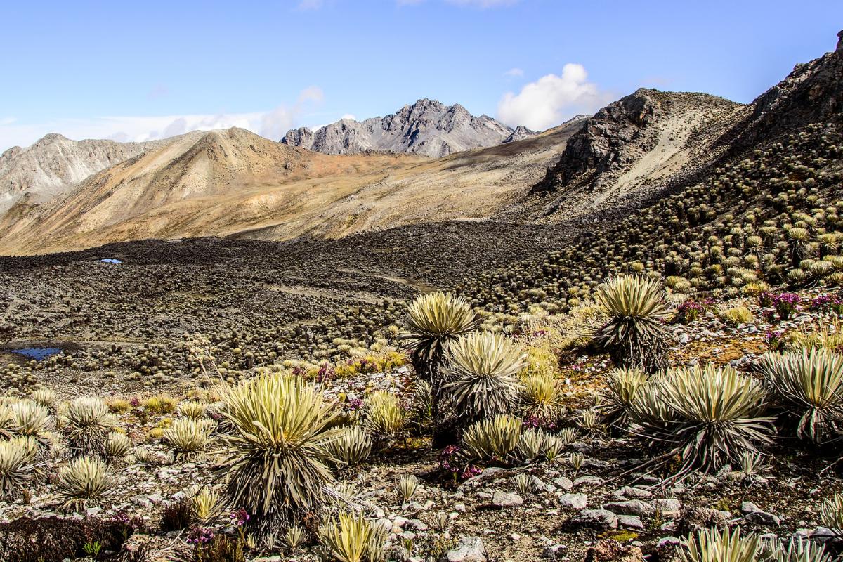 Páramo: qué es, características, flora, fauna y amenazas - Resumen