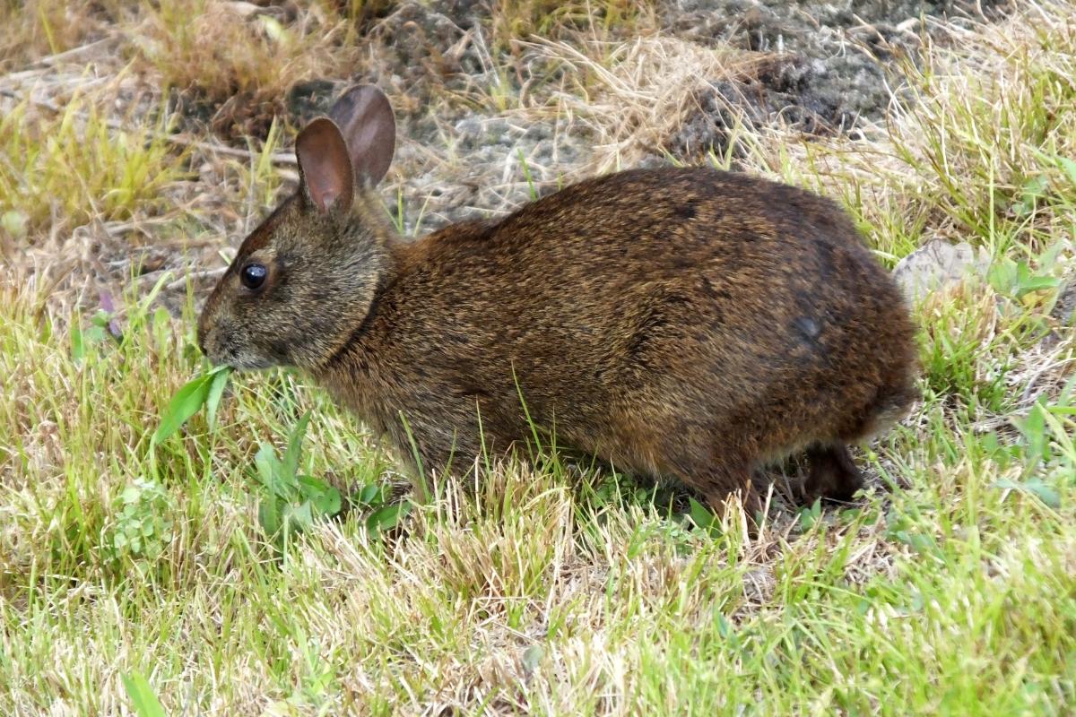 Páramo: qué es, características, flora, fauna y amenazas - Resumen