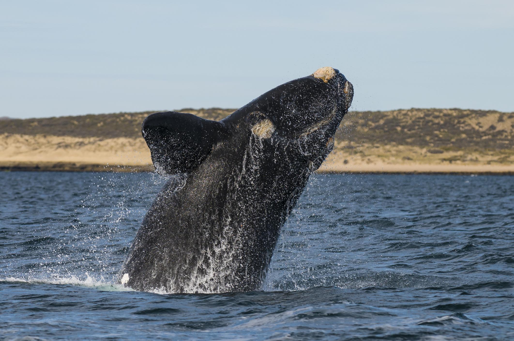 Ballena franca austral - Características, hábitat y alimentación