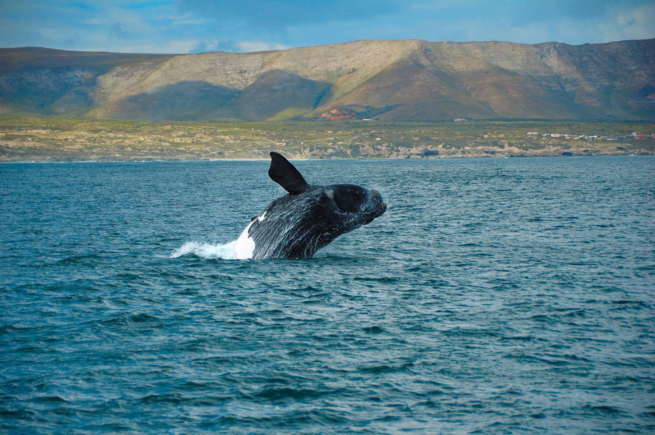 Ballena franca austral - Características, hábitat y alimentación