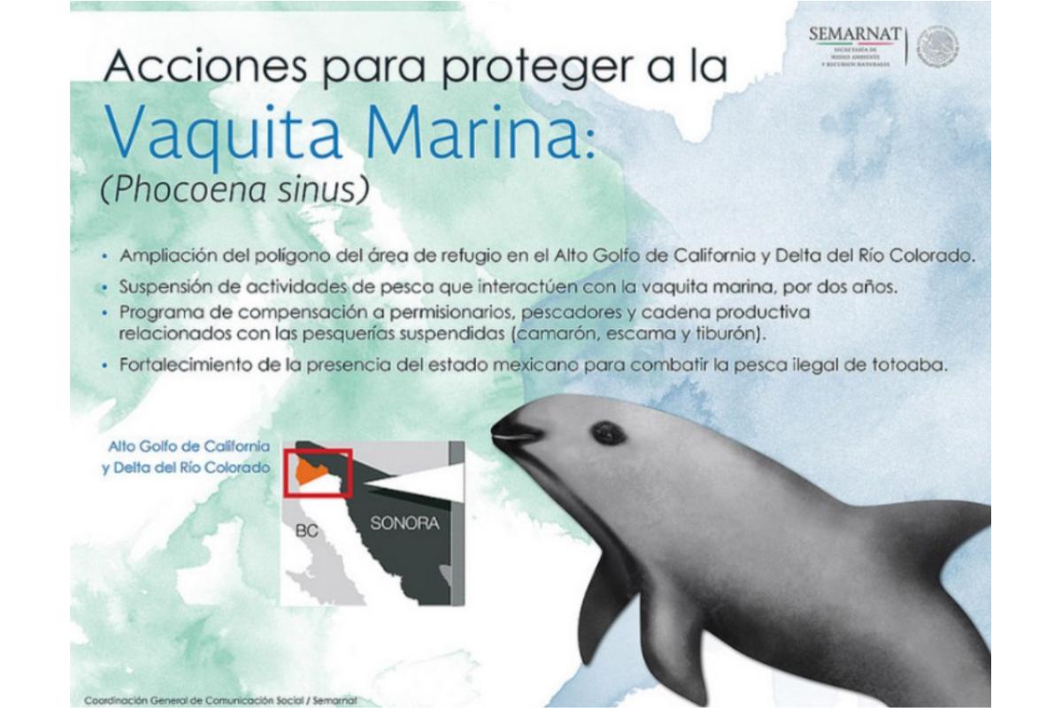 Vaquita marina - Características, dónde vive y peligro de extinción