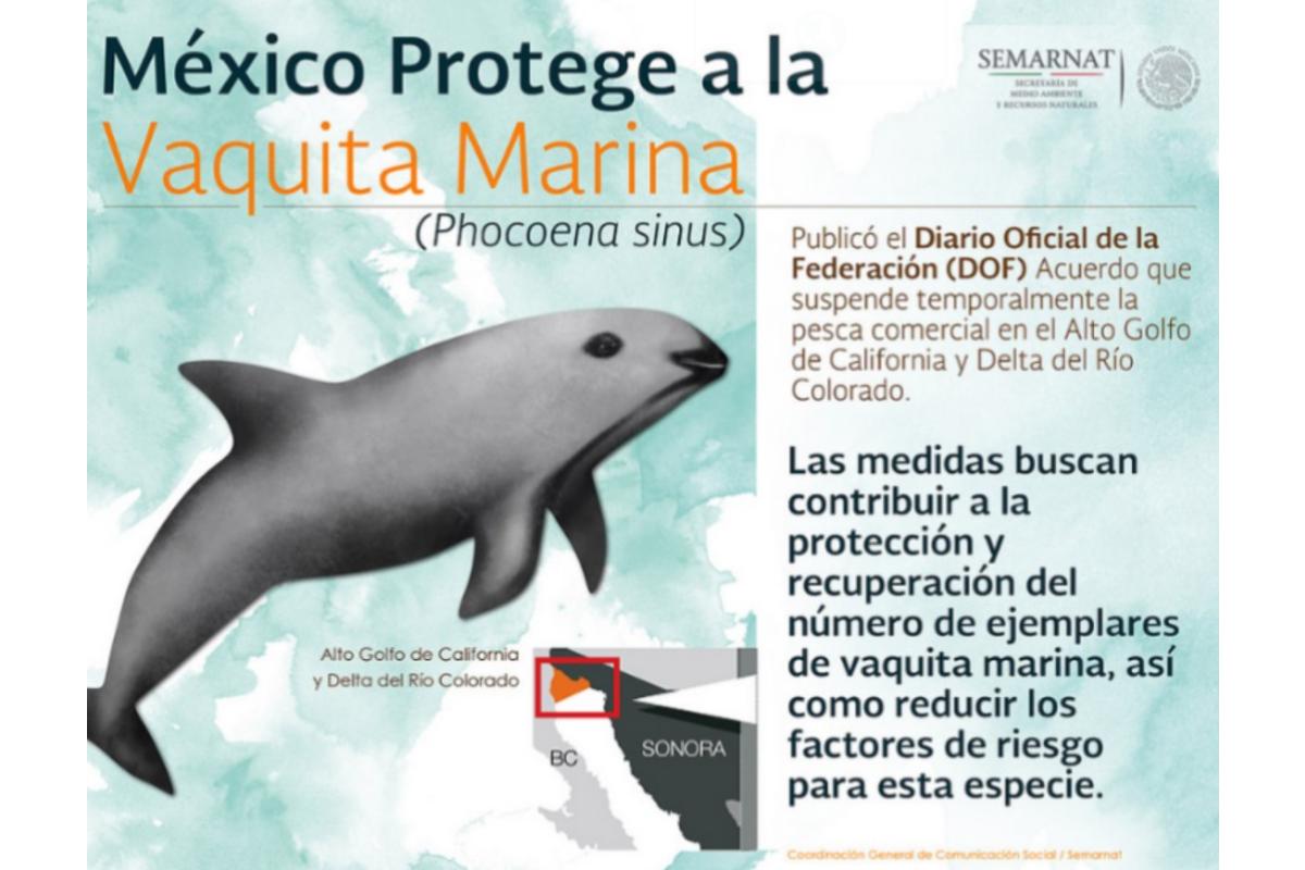 Vaquita marina - Características, dónde vive y peligro de extinción