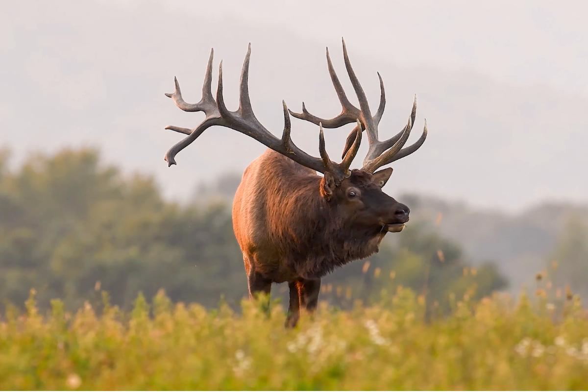 Uapití, wapiti o ciervo canadiense - Qué es, características, dónde ...