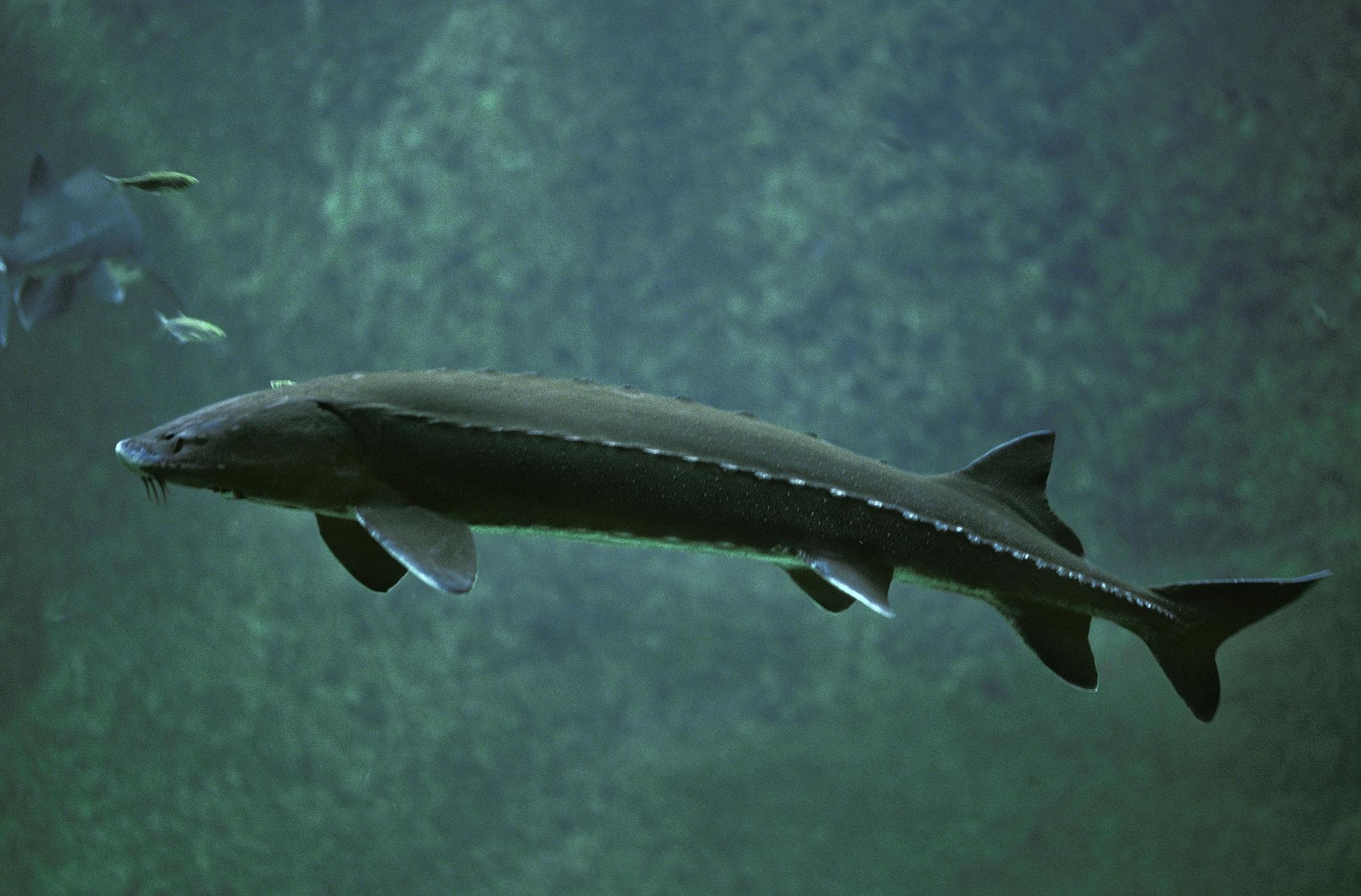 Los peces más raros del mundo - 21 especies con fotos