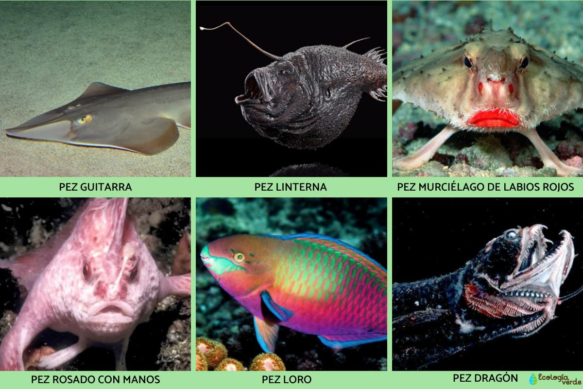 Los peces más raros del mundo - 21 especies con fotos