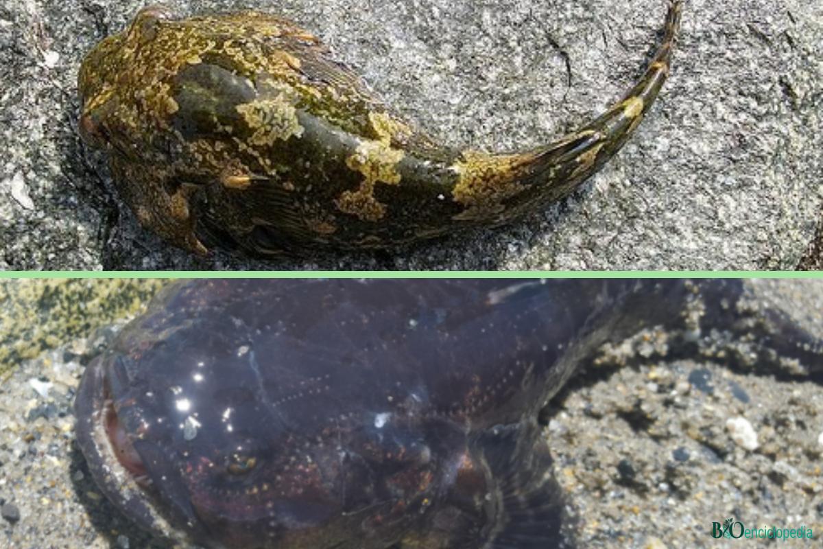 Los peces más raros del mundo - 21 especies con fotos