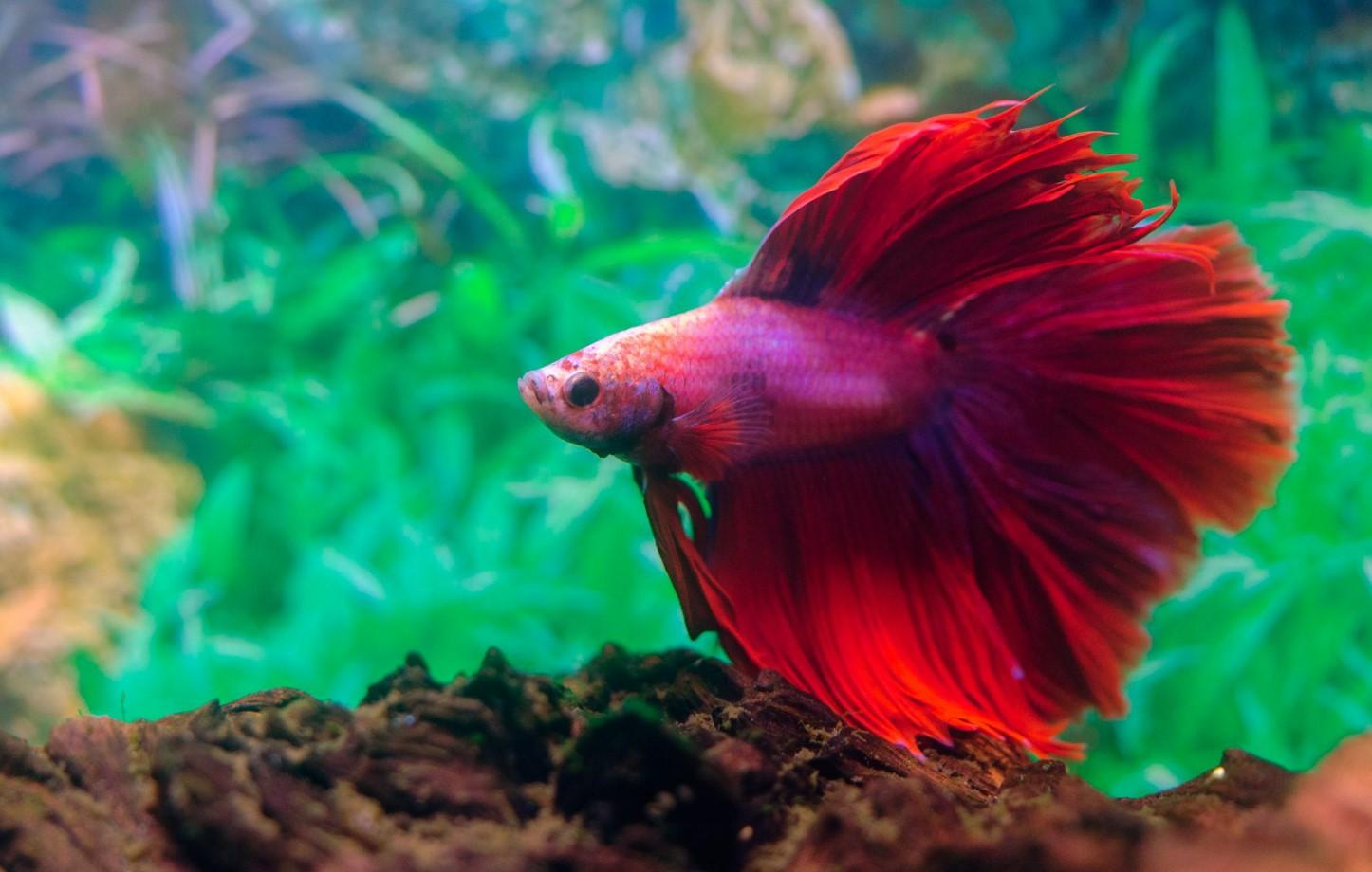 Los peces más raros del mundo - 21 especies con fotos