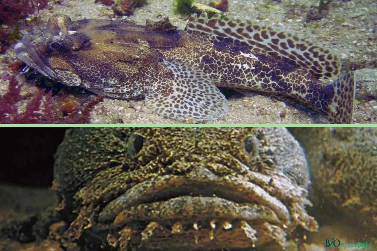 Los peces más raros del mundo - 21 especies con fotos