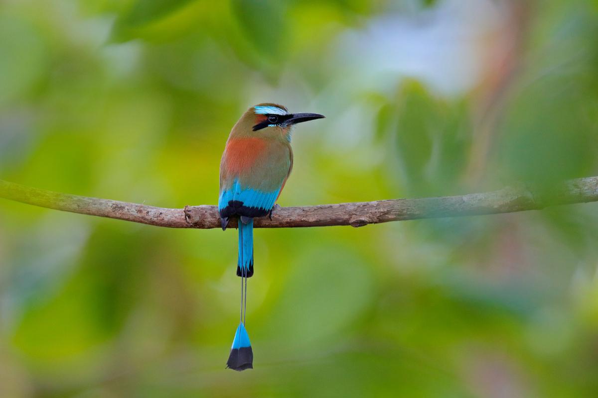 Guardabarranco o momoto cejiazul - Características, dónde vive y ...