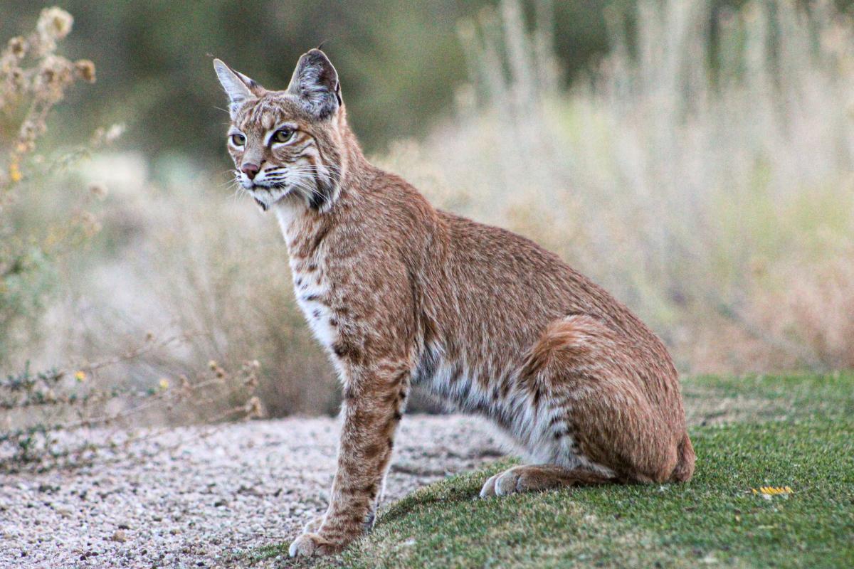 Lince rojo - Características, hábitat y qué come