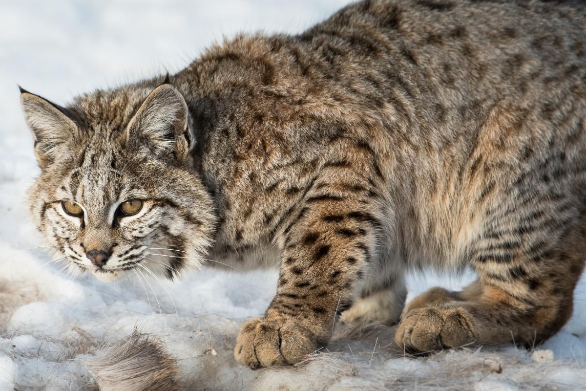 Lince rojo - Características, hábitat y qué come