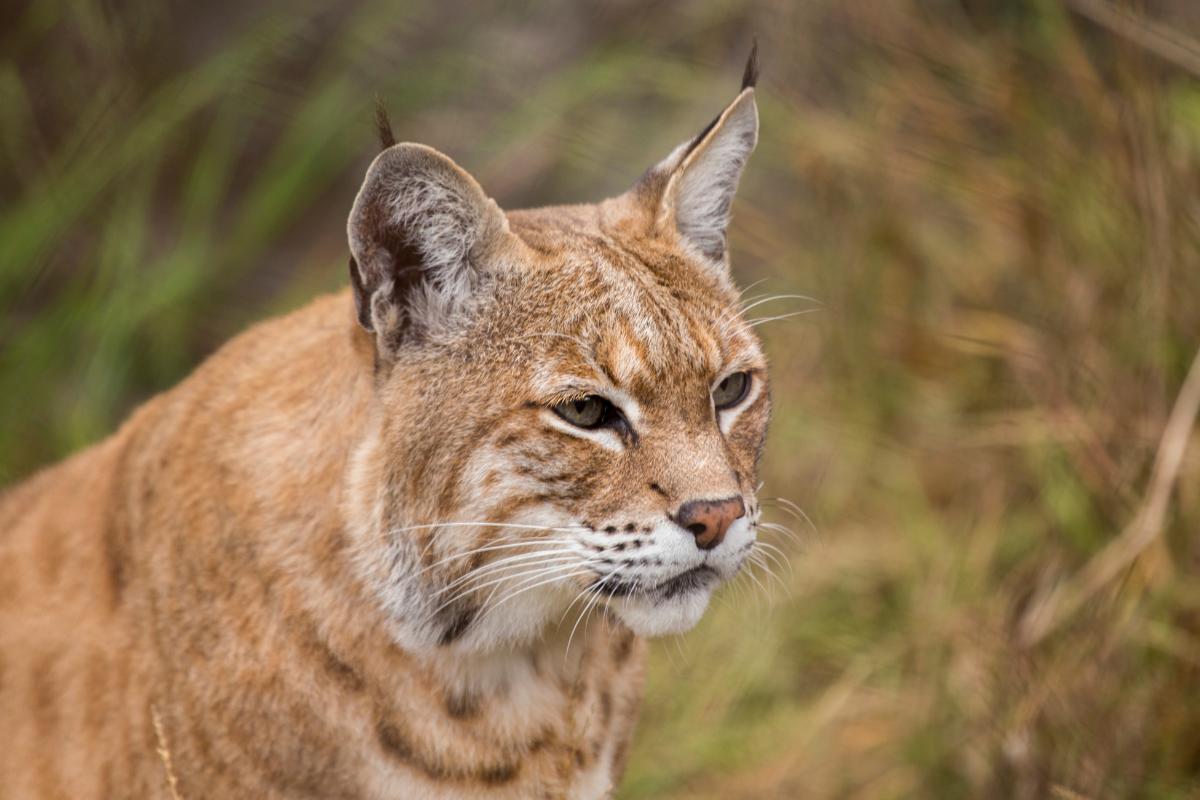 Lince rojo - Características, hábitat y qué come