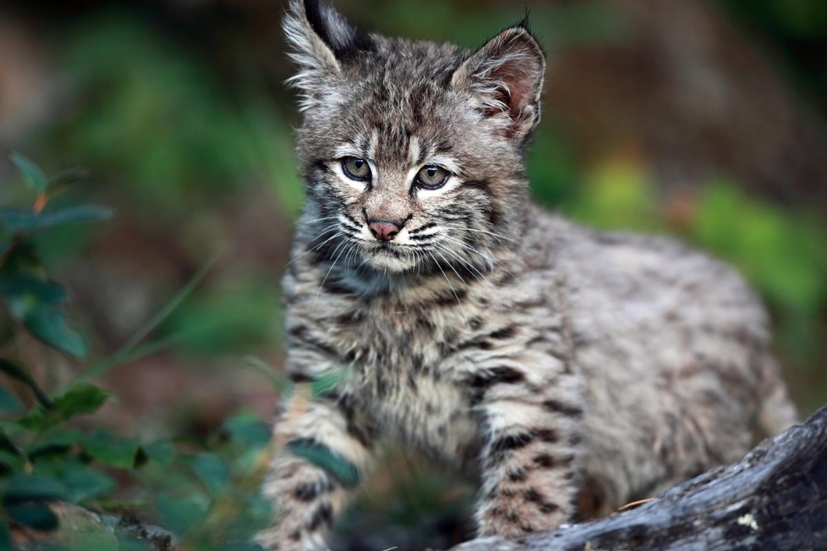 Lince rojo - Características, hábitat y qué come