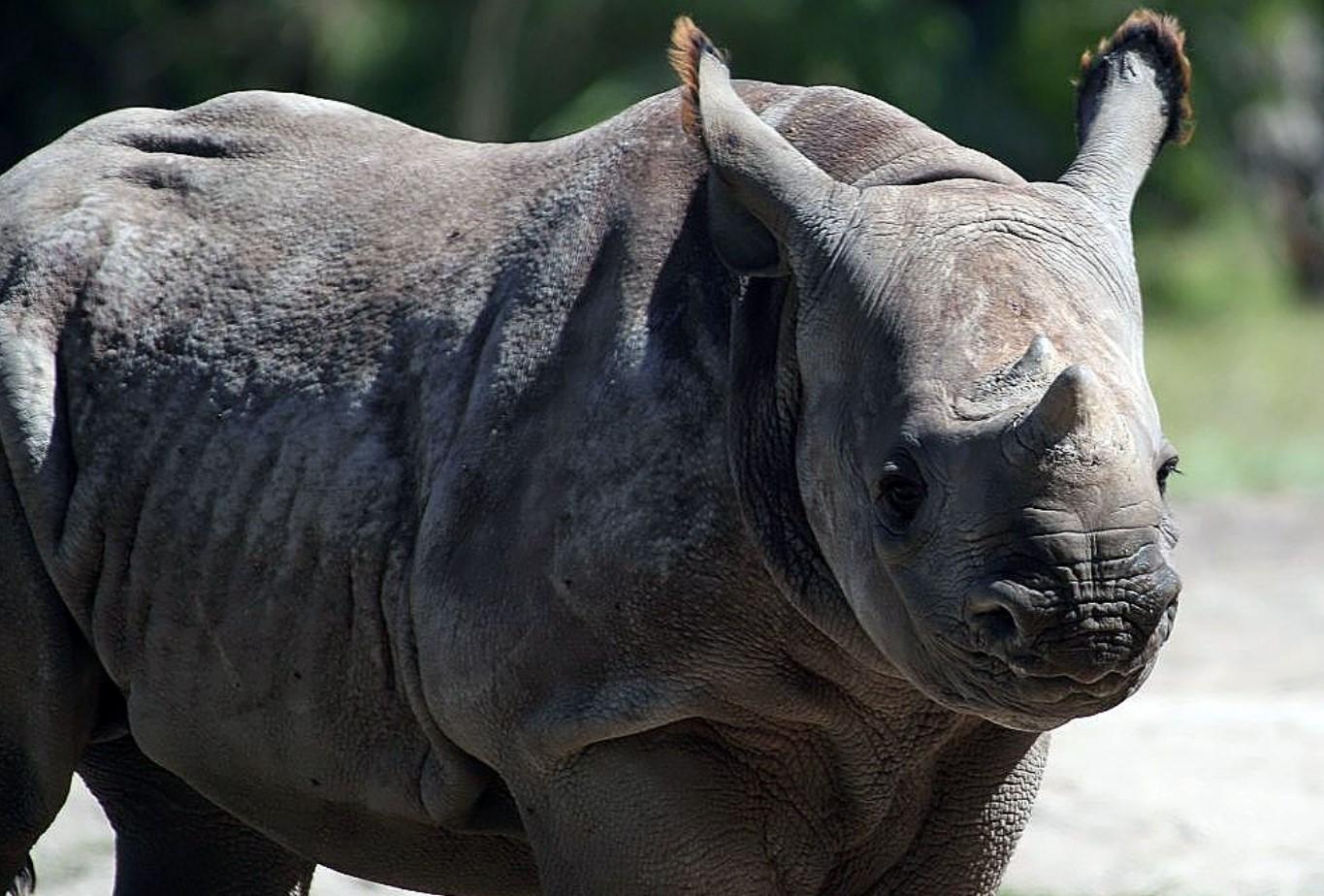 Rinoceronte negro - Características, dónde vive y alimentación