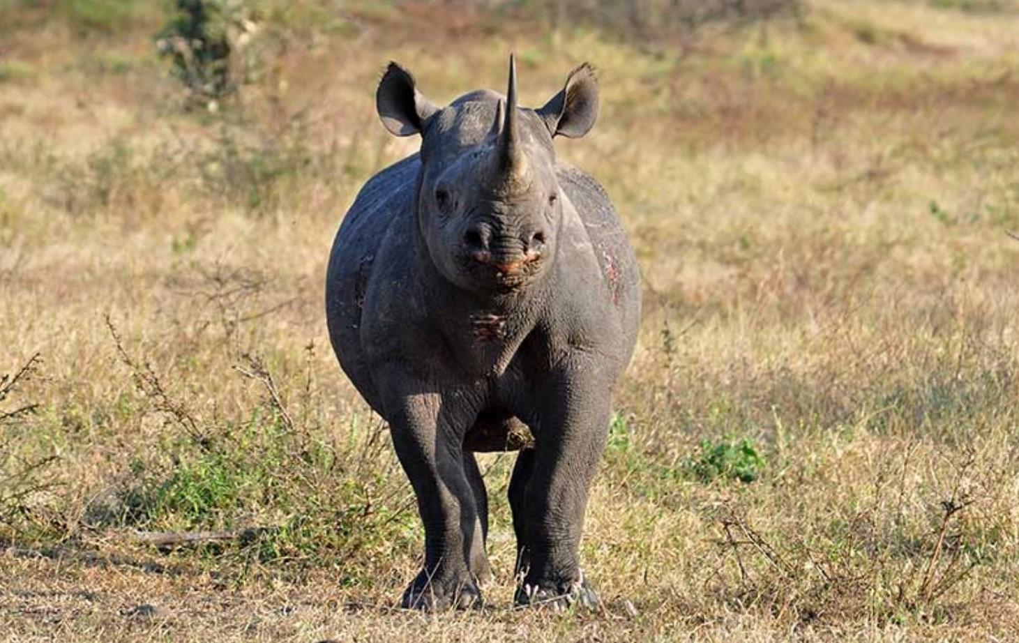 Rinoceronte negro - Características, dónde vive y alimentación