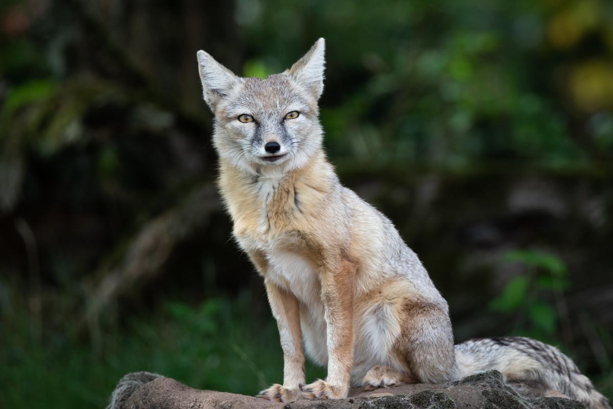 Zorro corsac o Vulpes corsac - Características, dónde vive y alimentación