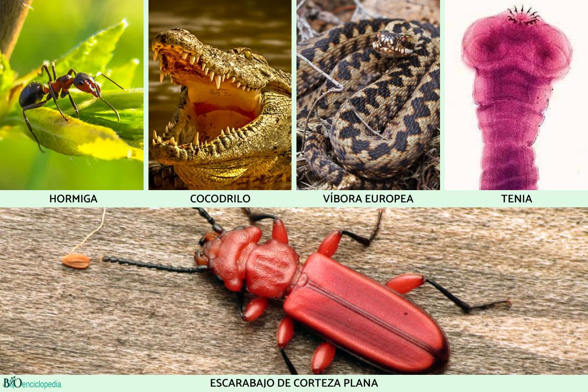 Ectotermos: qué son, características y ejemplos - Resumen