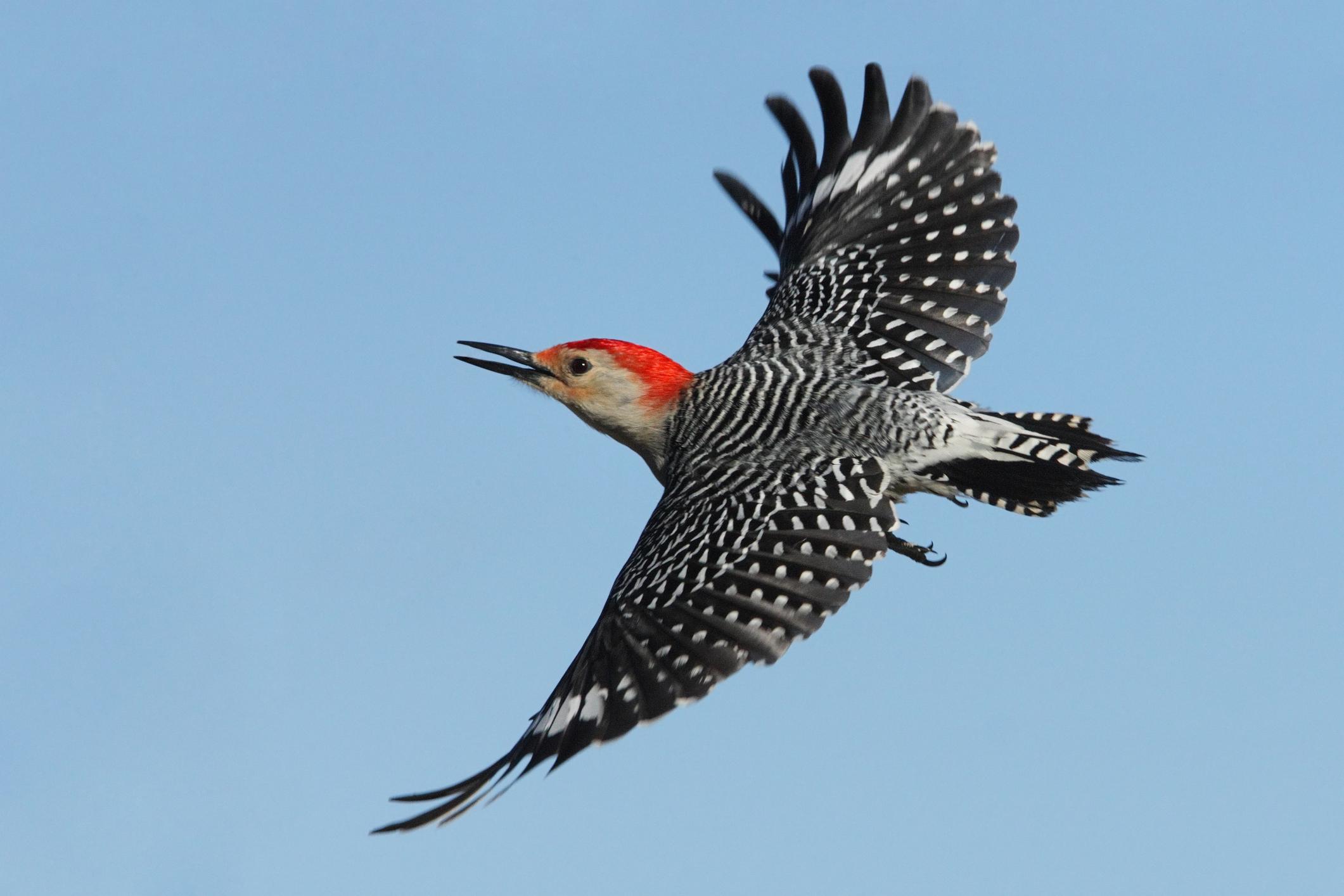 Pájaro carpintero o Picidae - Características, hábitat y alimentación