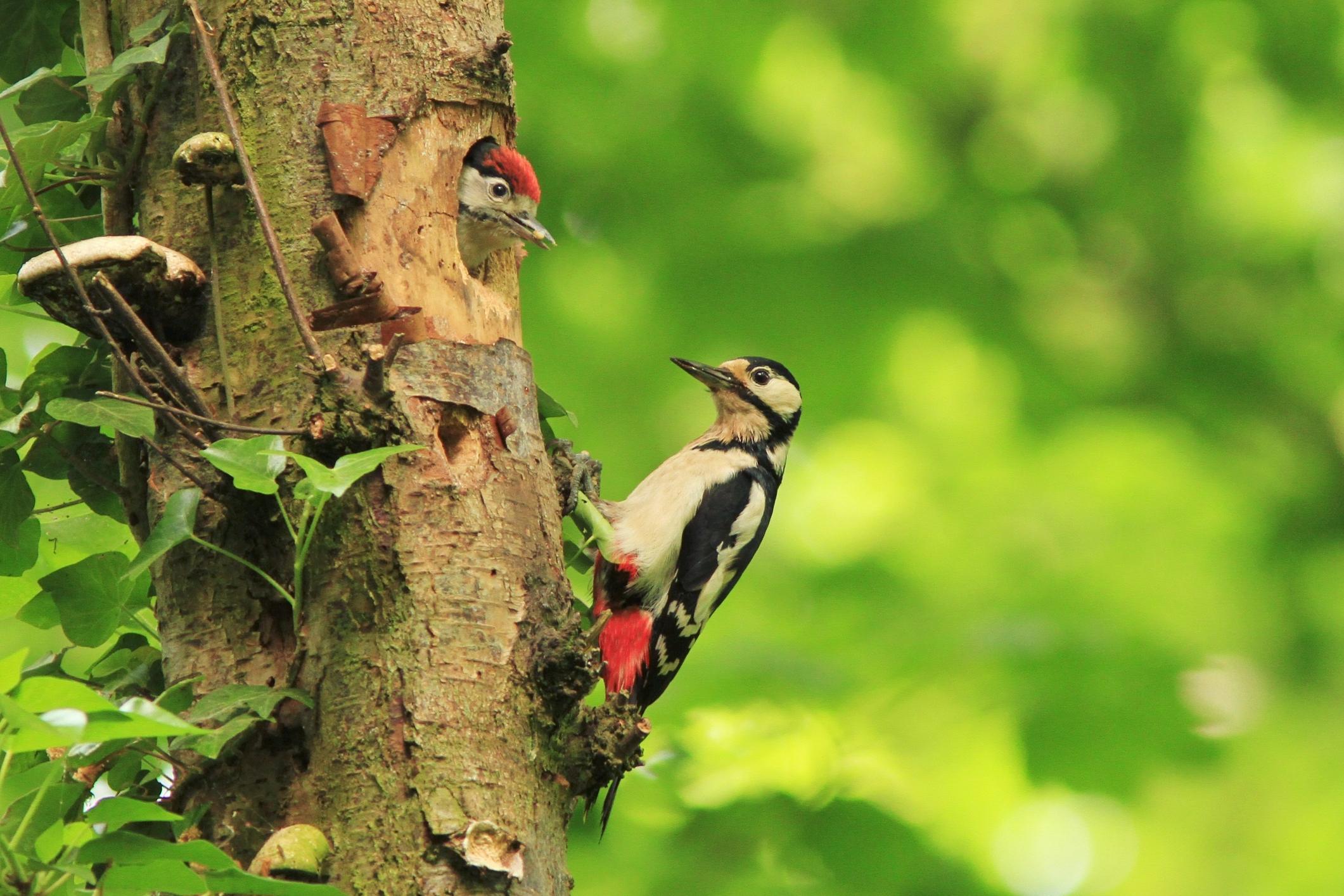 Pájaro carpintero o Picidae - Características, hábitat y alimentación