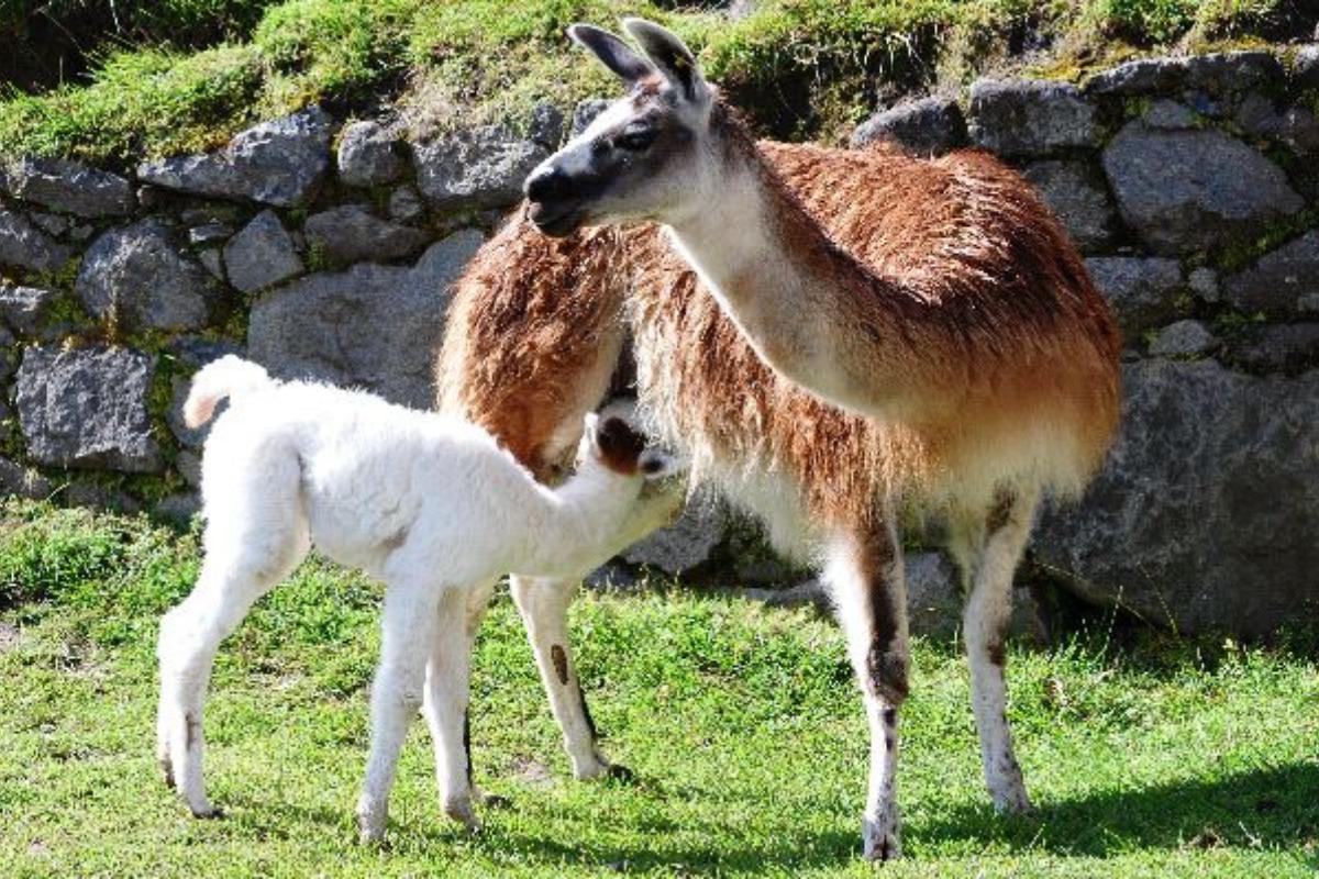 Llama - Características, hábitat, alimentación y reproducción