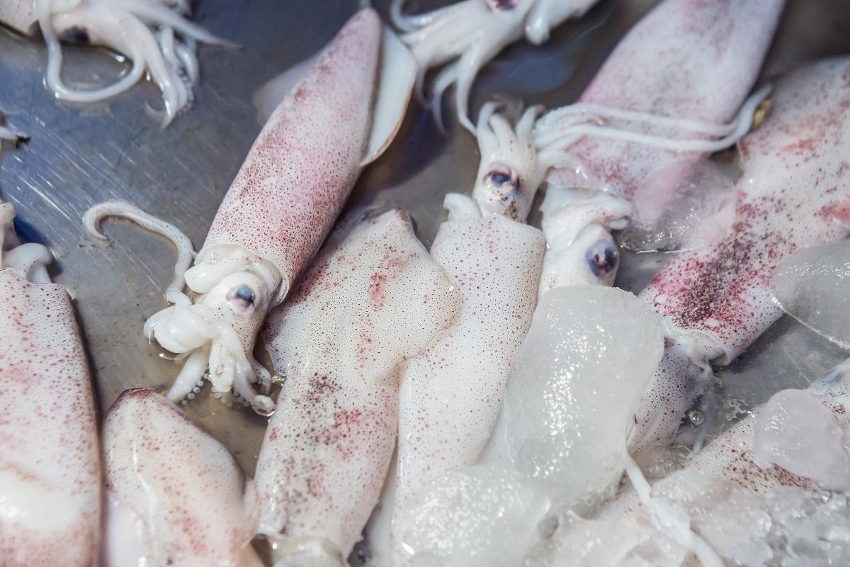 10 tipos de calamares - Nombres y fotos