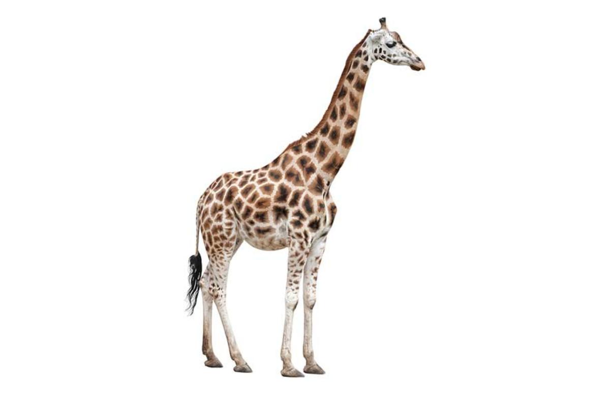 Jirafa - Características, dónde viven, qué comen y reproducción