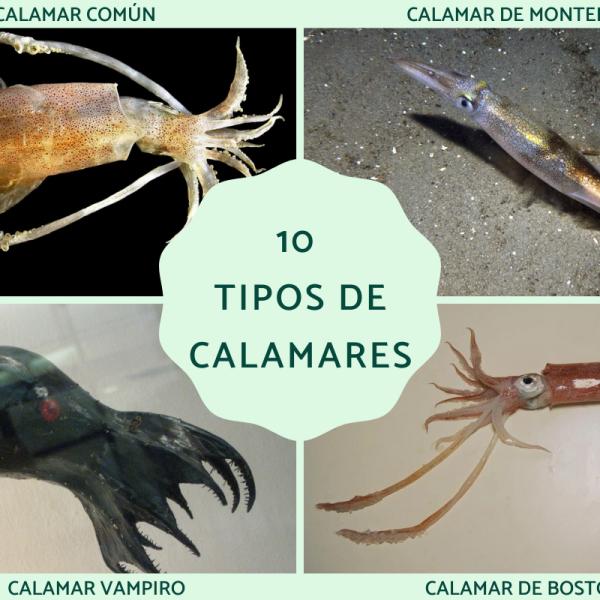 Calamar Colosal Vs Cachalote Giant Squid Illustration Hi Res Stock