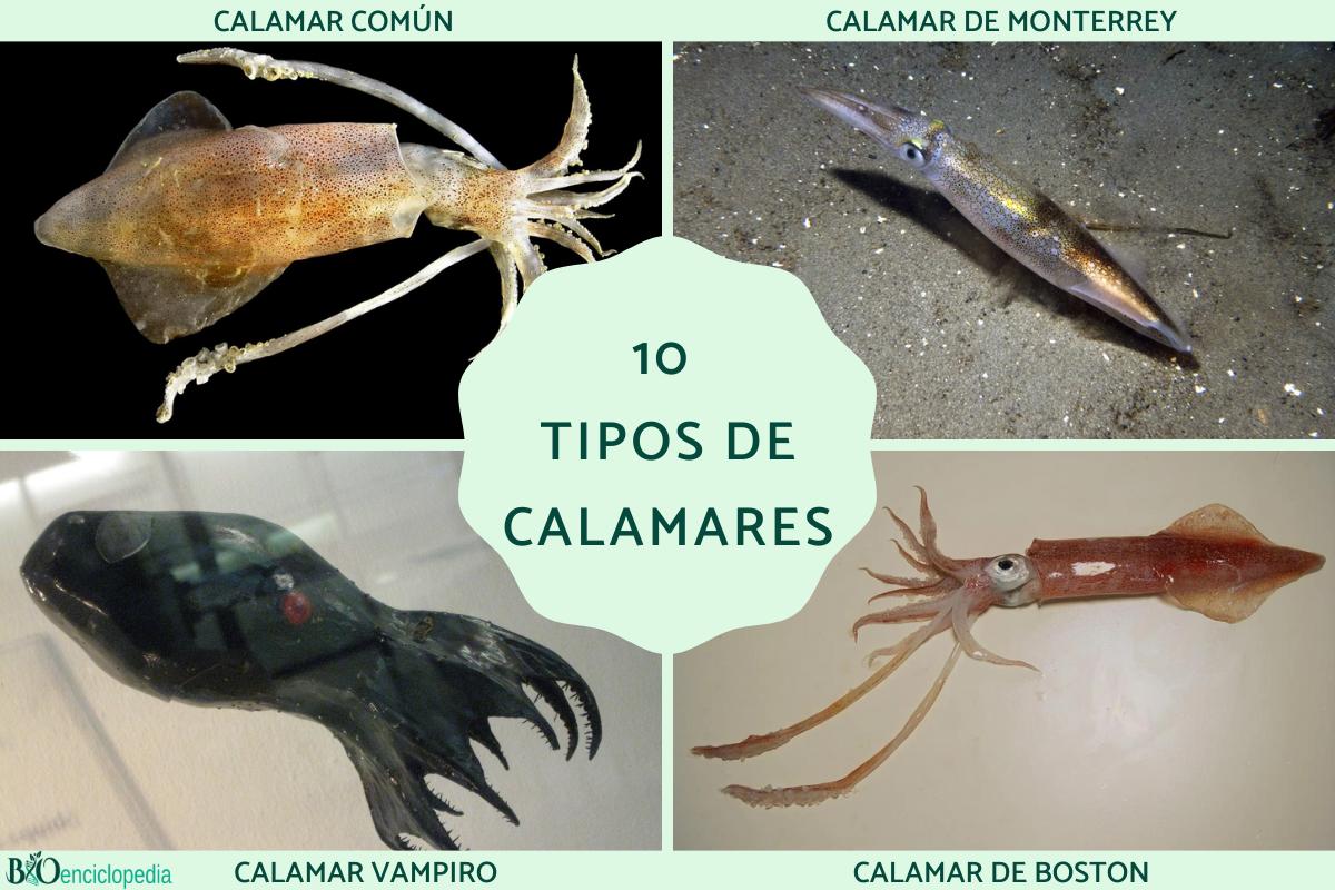 10 tipos de calamares - Nombres y fotos
