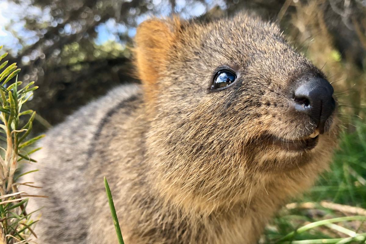 Los Quokkas Son Pequeños Marsupiales