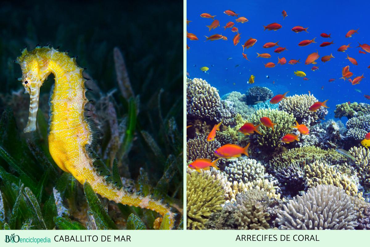 Mares: qué son, cuántos hay y características - Resumen