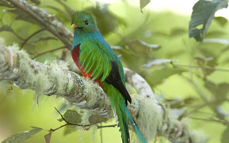 Quetzal - Descripción, hábitat, comportamiento y alimentación