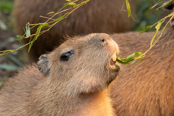 Capibara o carpincho: qué es, dónde vive, qué come y curiosidades del roedor más grande