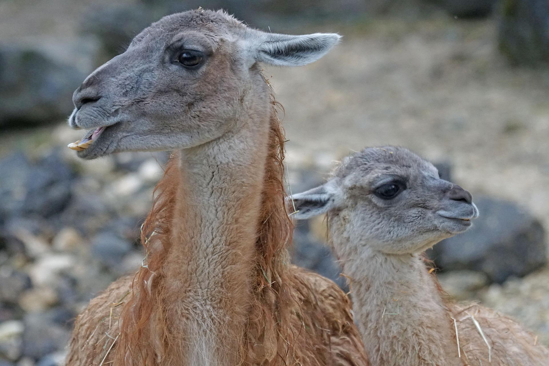 Guanaco (Lama guanicoe) - Características, hábitat, alimentación y ...