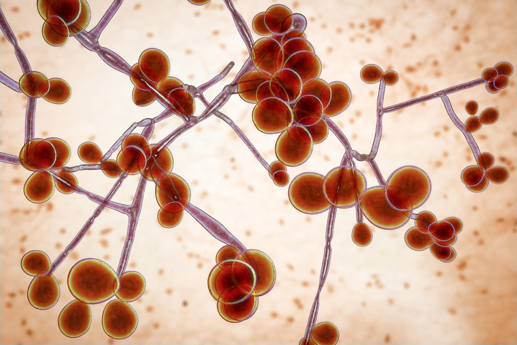 Agentes patógenos: qué son y tipos - Resumen para estudiar