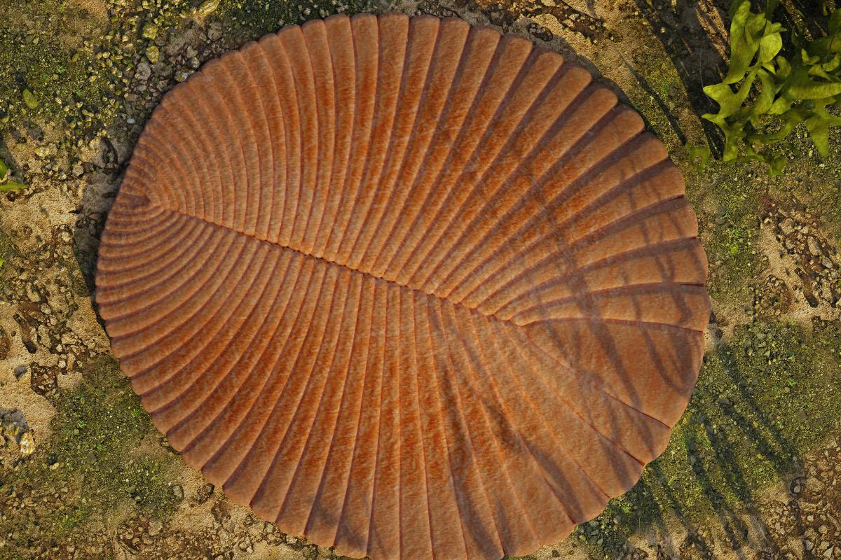 Dickinsonia: uno de los animales más antiguos del mundo