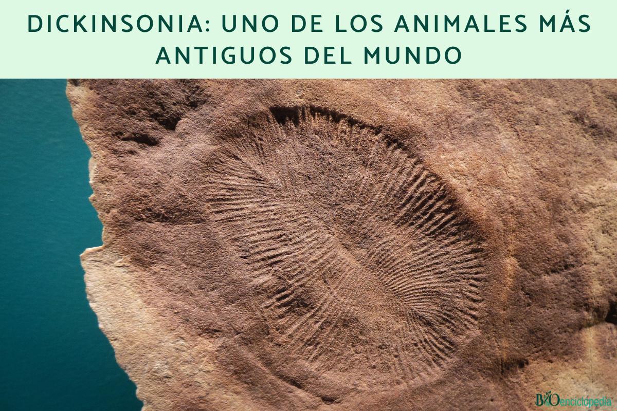 Dickinsonia: uno de los animales más antiguos del mundo