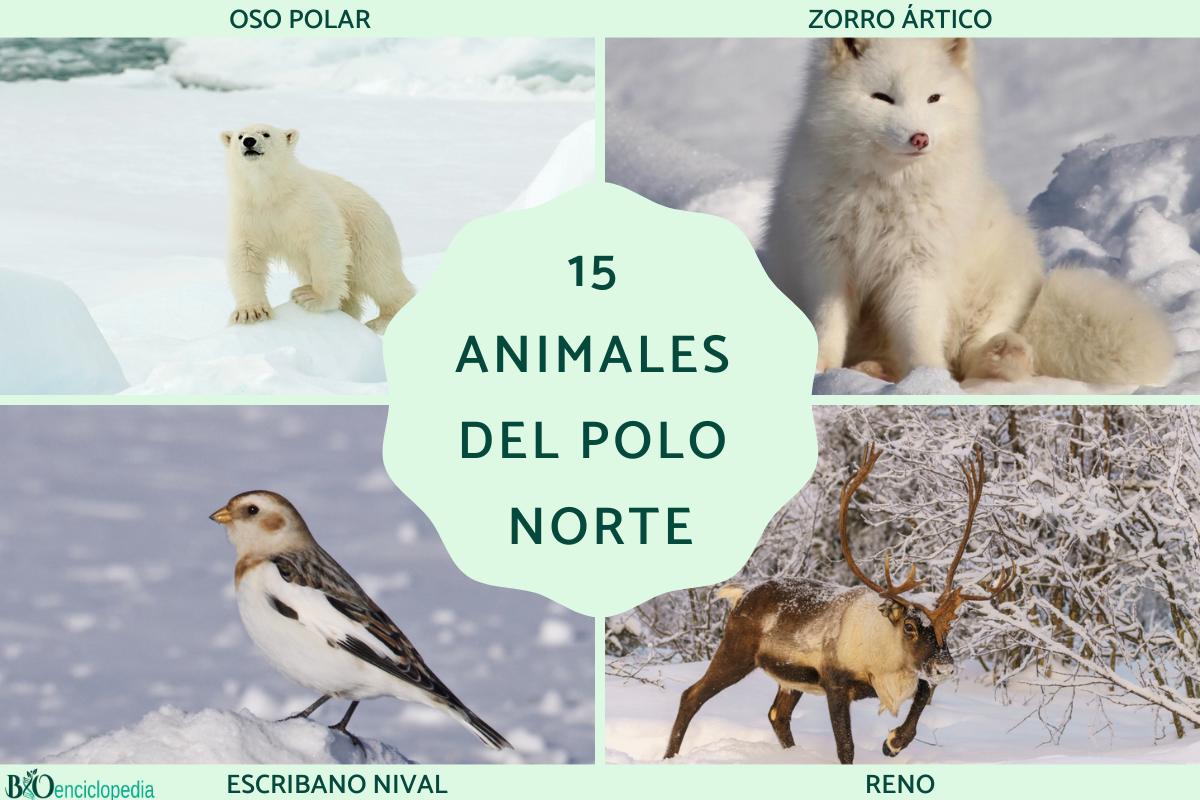 15 animales del Polo Norte - Nombres y fotos